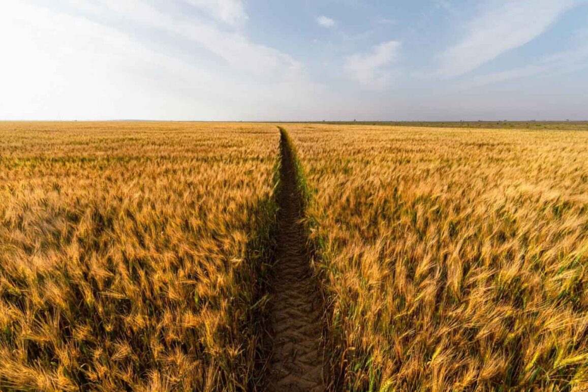 Greenery in the desert: UAE farms growing cocoa, strawberry, wheat ...